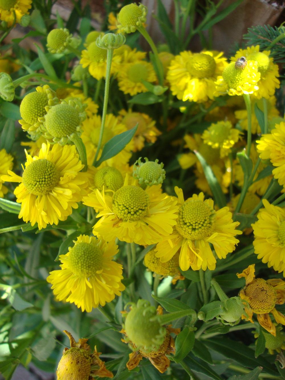 Photo of the bloom of Sneezeweed (Helenium 'Double Trouble') posted by ...