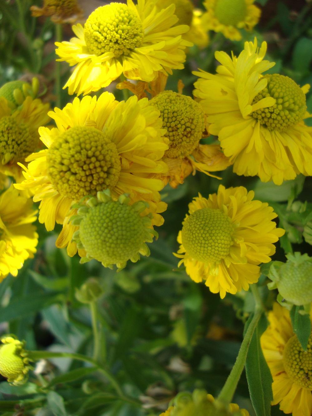 Photo of the bloom of Sneezeweed (Helenium 'Double Trouble') posted by ...