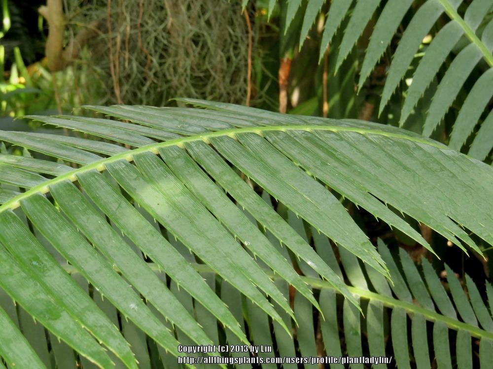Photo of the leaves of Giant Dioon (Dioon spinulosum) posted by ...