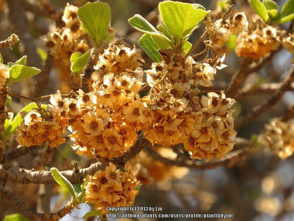 Dombeya spectabilis - Garden.org