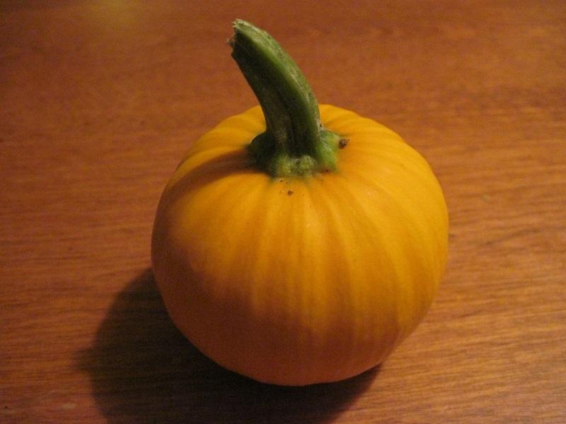 Pumpkin (Cucurbita pepo 'Wee-B-Little') in the Gourds, Squashes and ...