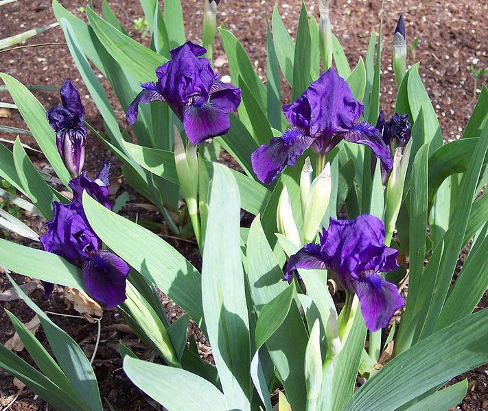 Photo of the entire plant of Intermediate Bearded Iris (Iris 'Little ...