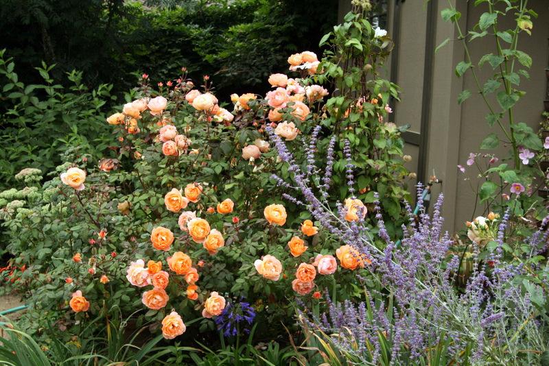 Photo of the entire plant of Rose (Rosa 'Lady Emma Hamilton') posted by ...