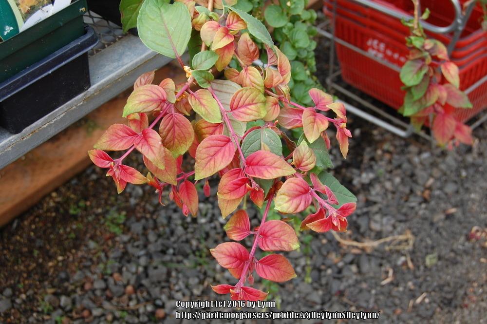 Photo of the leaves of Autumn Fuchsia (Fuchsia austromontana 'Autumnale ...