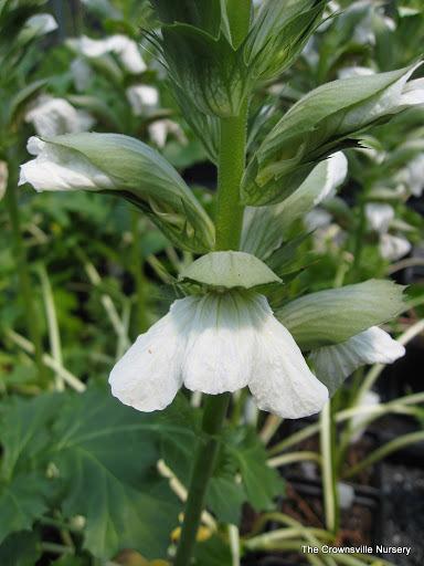 Photo of the bloom of Bear's Breeches (Acanthus mollis 'Rue Ledan ...