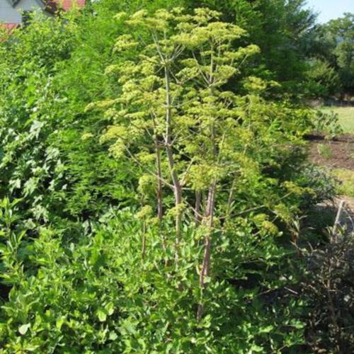 Purple Stem Angelica (Angelica atropurpurea) - Garden.org
