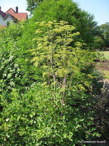 Purple Stem Angelica (Angelica atropurpurea) - Garden.org