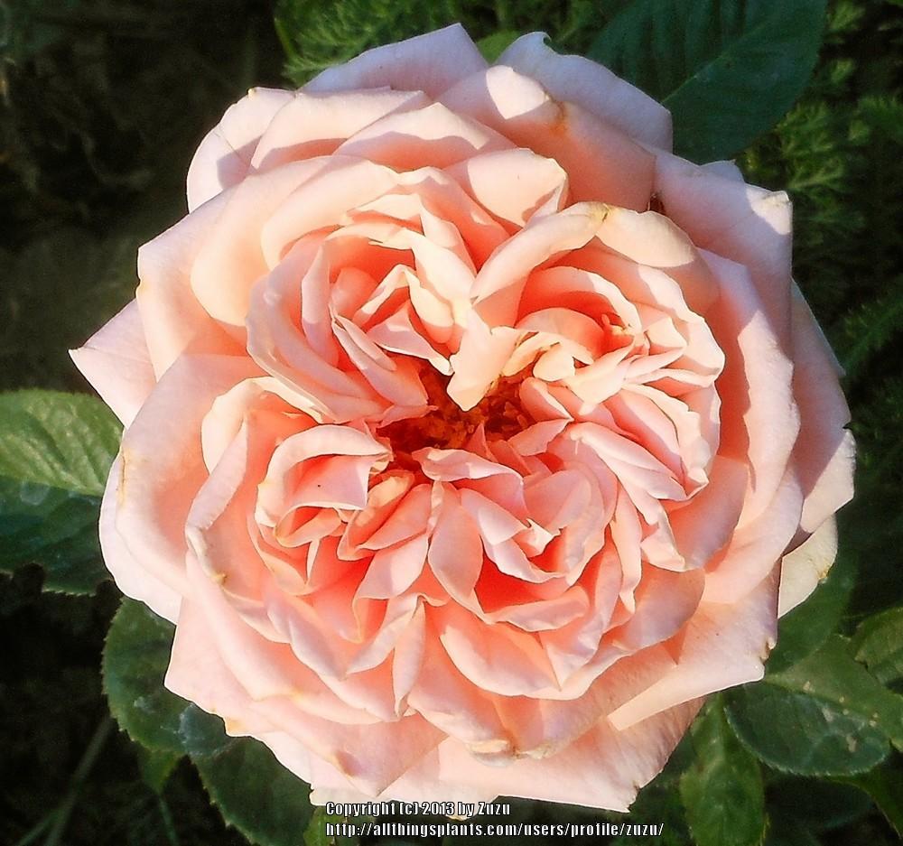 Rose (Rosa 'Stile '800') in the Roses Database - Garden.org