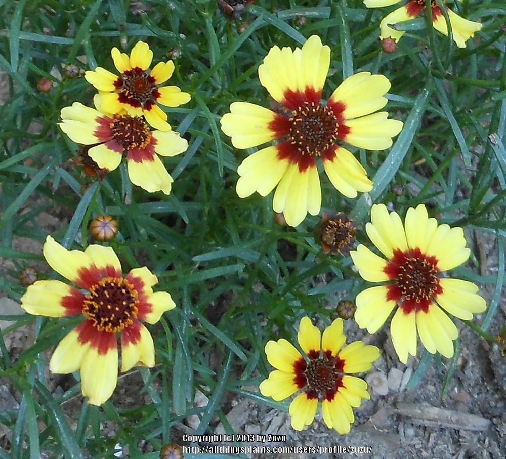Photo of the bloom of Hybrid Tickseed (Coreopsis 'Pineapple Pie ...