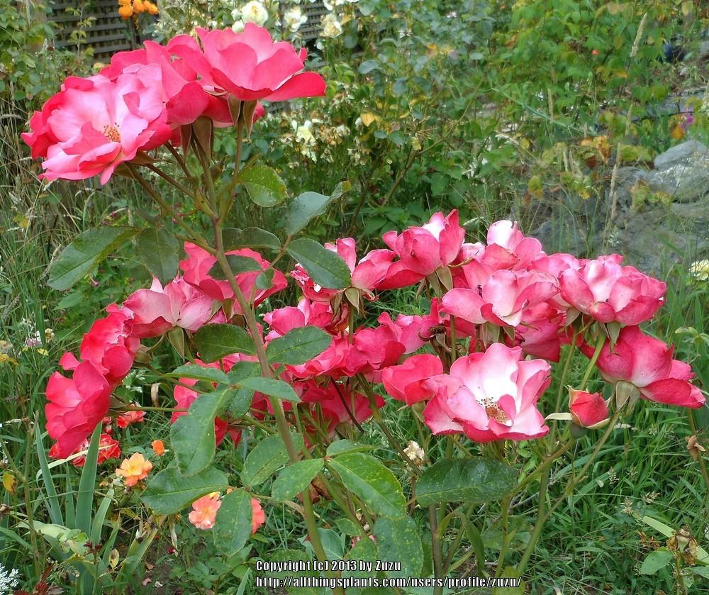 Rose (Rosa 'Sadler's Wells') in the Roses Database - Garden.org