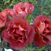 Rose (Rosa 'Laura Bush') in the Roses Database - Garden.org