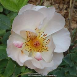Photo of the bloom of Rose (Rosa 'Jacquenetta') posted by Calif_Sue ...