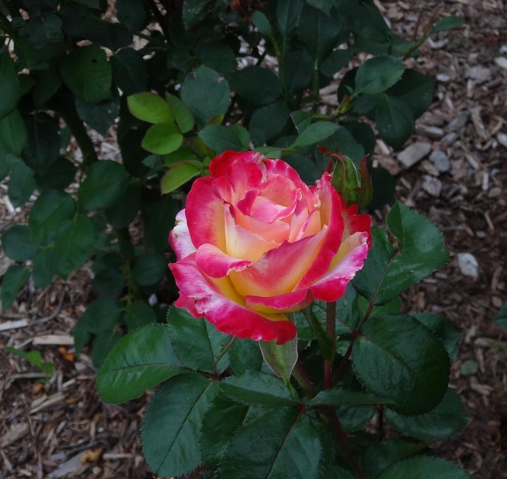 Rose (Rosa 'Florescent Fuschia') in the Roses Database - Garden.org