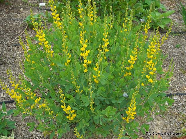 Photo of the entire plant of Yellow Wild indigo (Baptisia sphaerocarpa ...