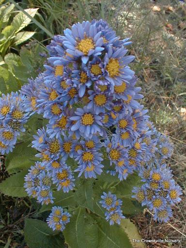 Photo of the bloom of Tatarian Aster (Aster tataricus 'Jindai') posted ...