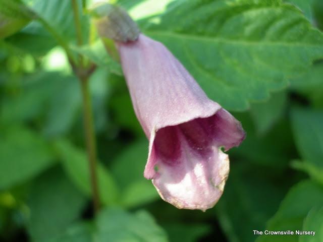 Japanese Turtlehead (Chelonopsis yagiharana) - Garden.org