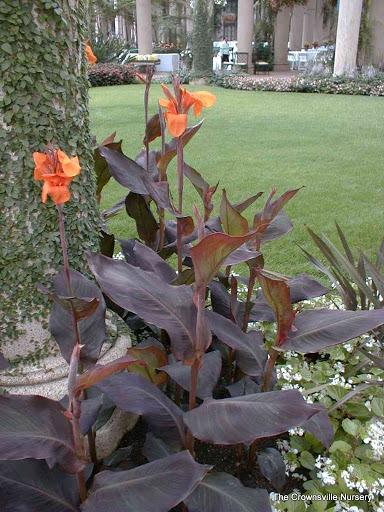 Canna Lily (Canna x generalis 'Mohawk') in the Cannas Database - Garden.org