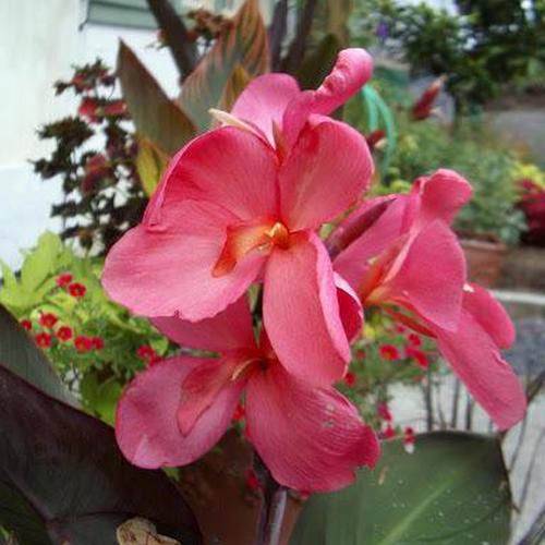 Canna (Canna x generalis 'Zulu Pink') in the Cannas Database - Garden.org