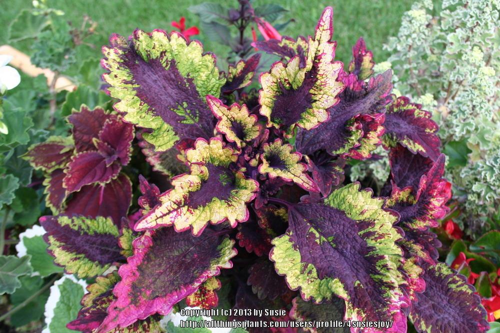 Photo of the leaves of Coleus (Coleus scutellarioides 'Roaring Fire ...