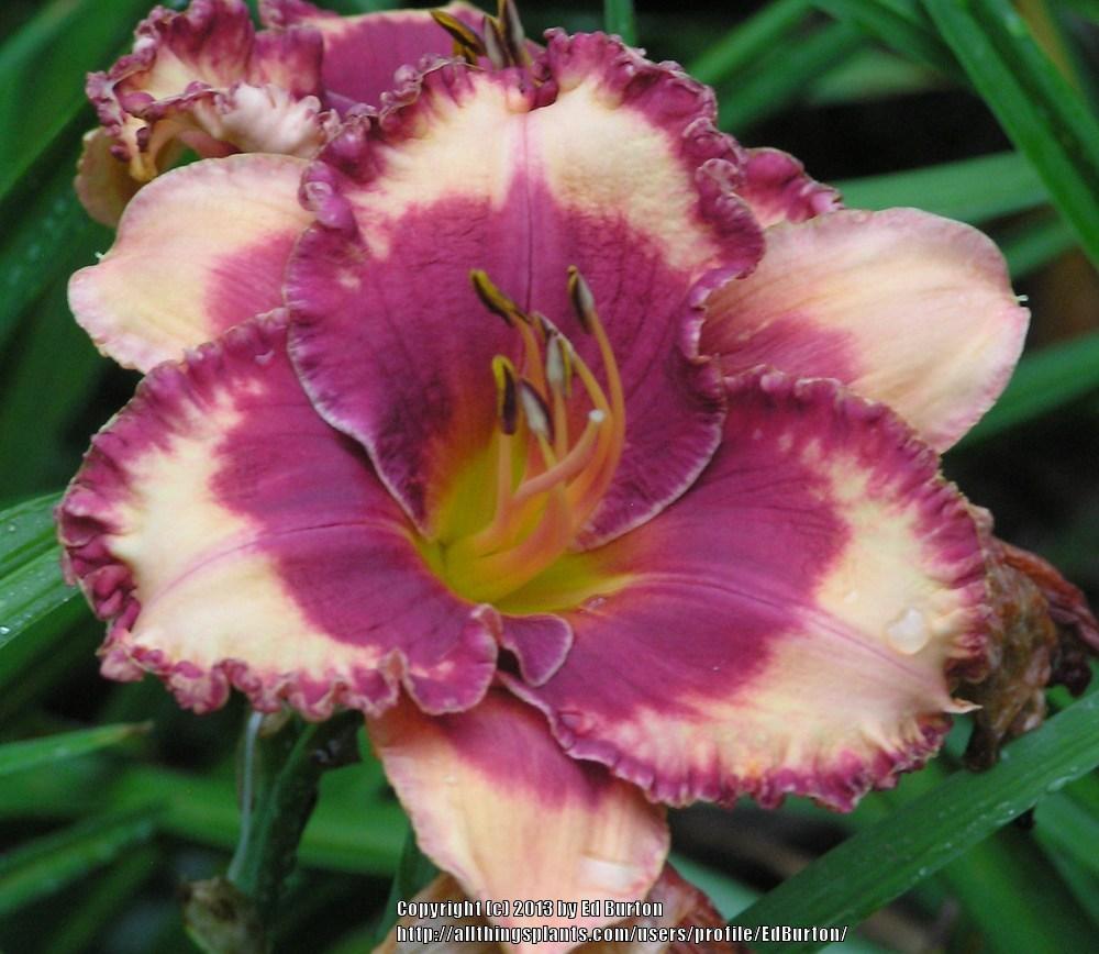 Daylily (Hemerocallis 'Coach's Hot Lips') in the Daylilies Database - Garden.org