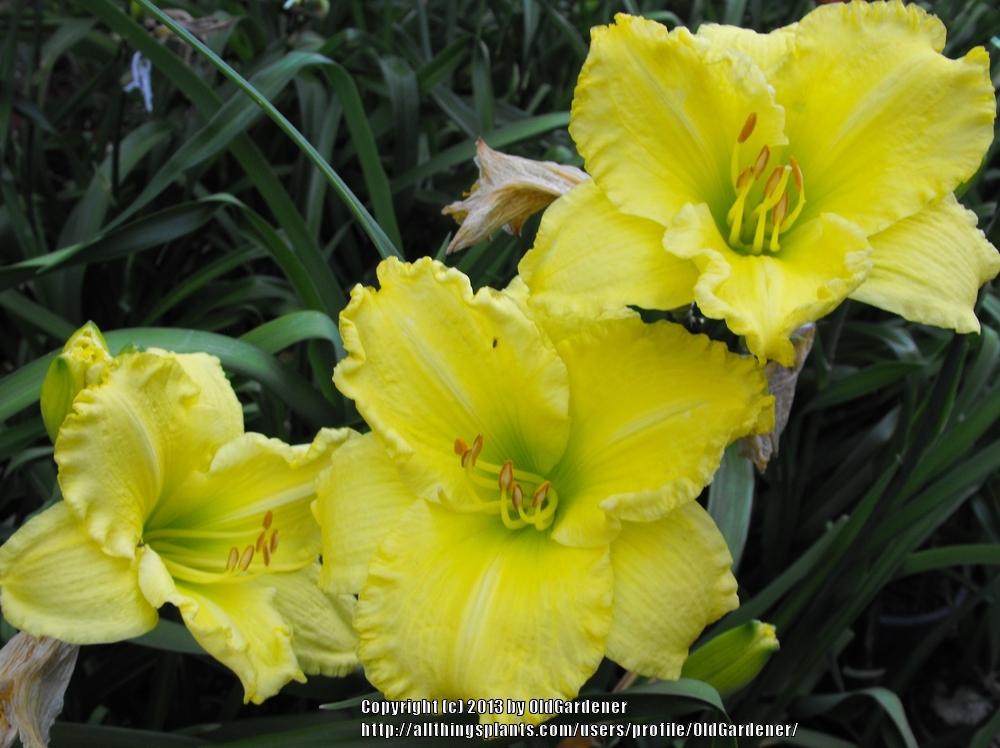 Your Five Favorite Yellow Daylilies? in the Daylilies forum - Garden.org