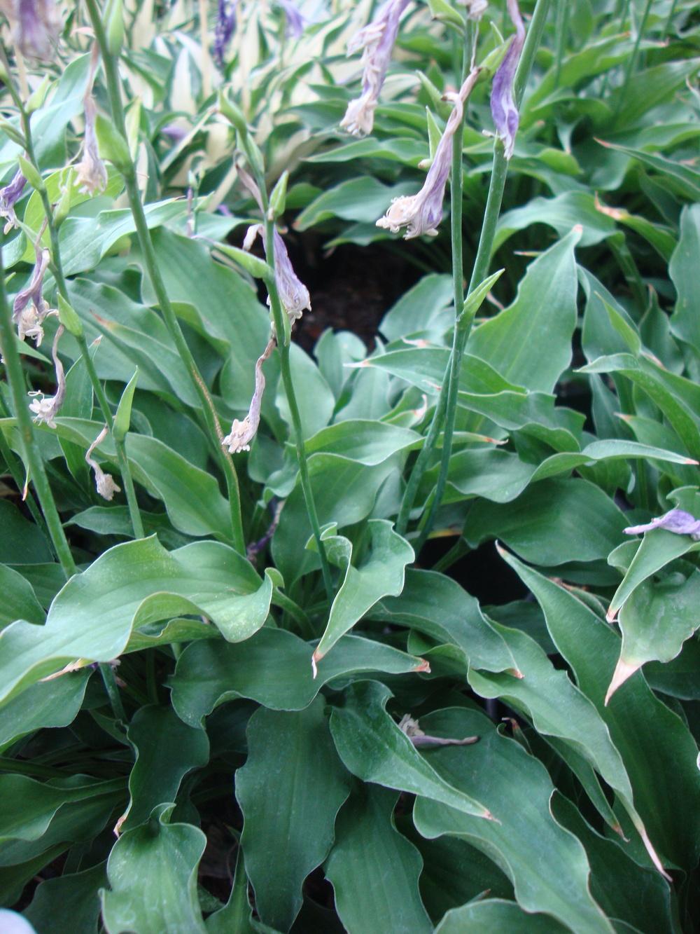 Hosta 'Tongue Twister' in the Hostas Database - Garden.org