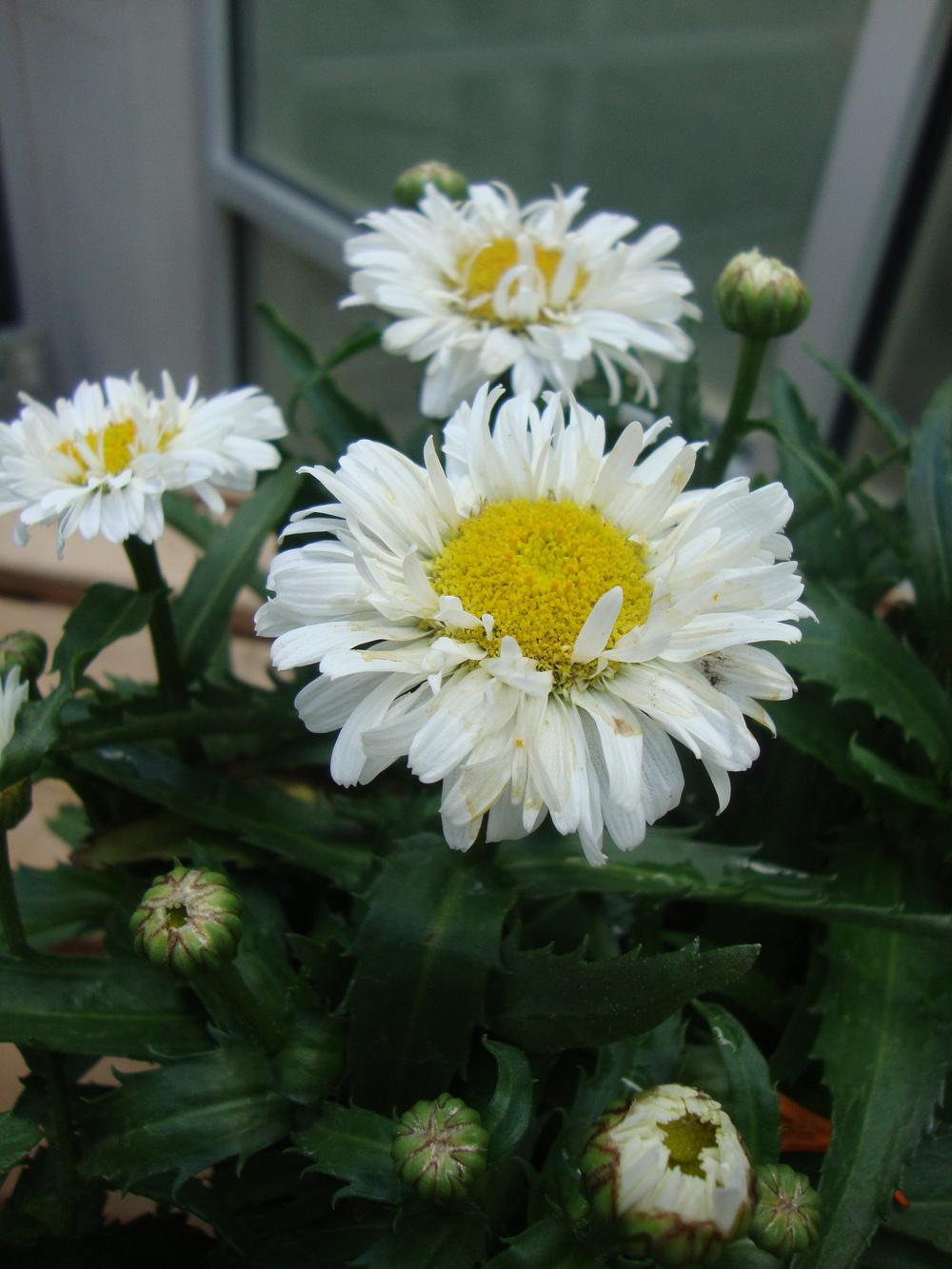 Shasta Daisies: Plant Care and Collection of Varieties - Garden.org
