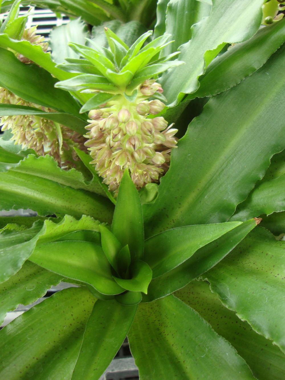 Photo of the leaves of Pineapple Lily (Eucomis vandermerwei Aloha Lily ...