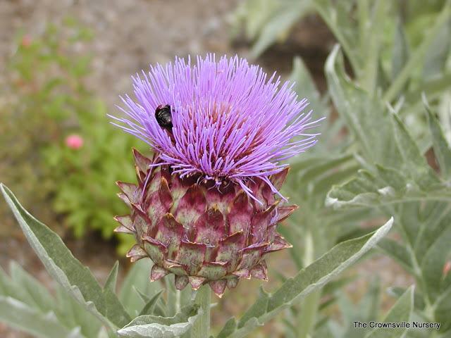 Cynara humilis - Garden.org