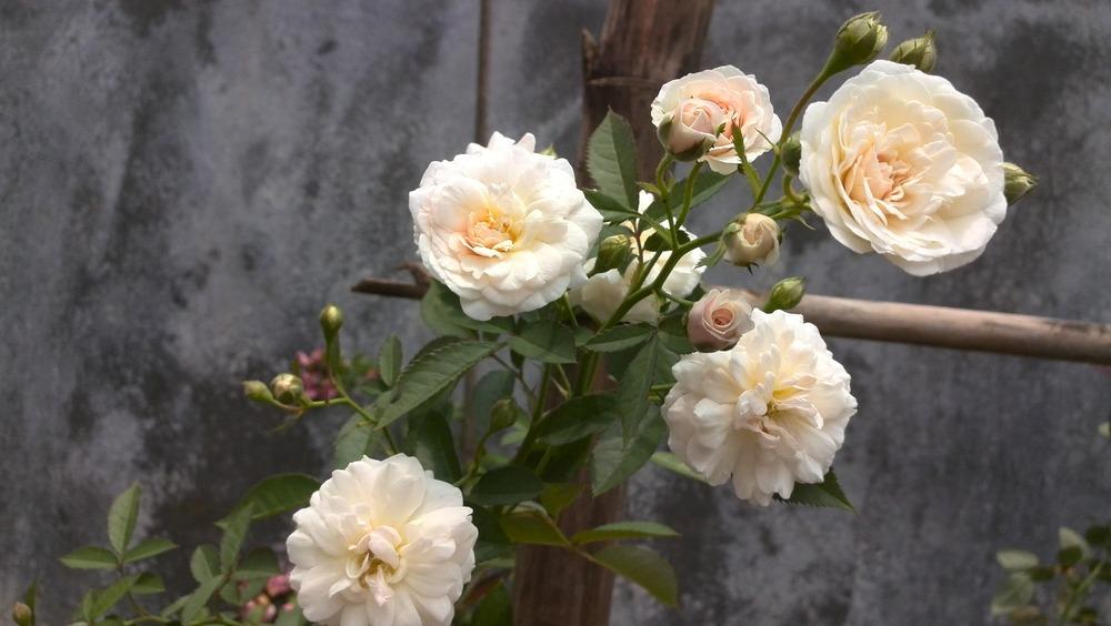 Photo of the bloom of Hybrid Musk Rose (Rosa 'Prosperity') posted by ...