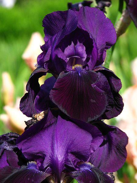 Photo of the bloom of Tall Bearded Iris (Iris 'Sable') posted by ...