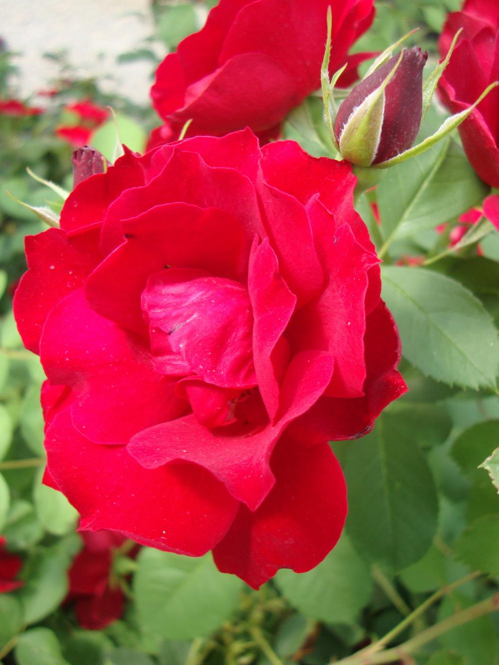 Photo of the bloom of Rose (Rosa 'Hope for Humanity') posted by ...