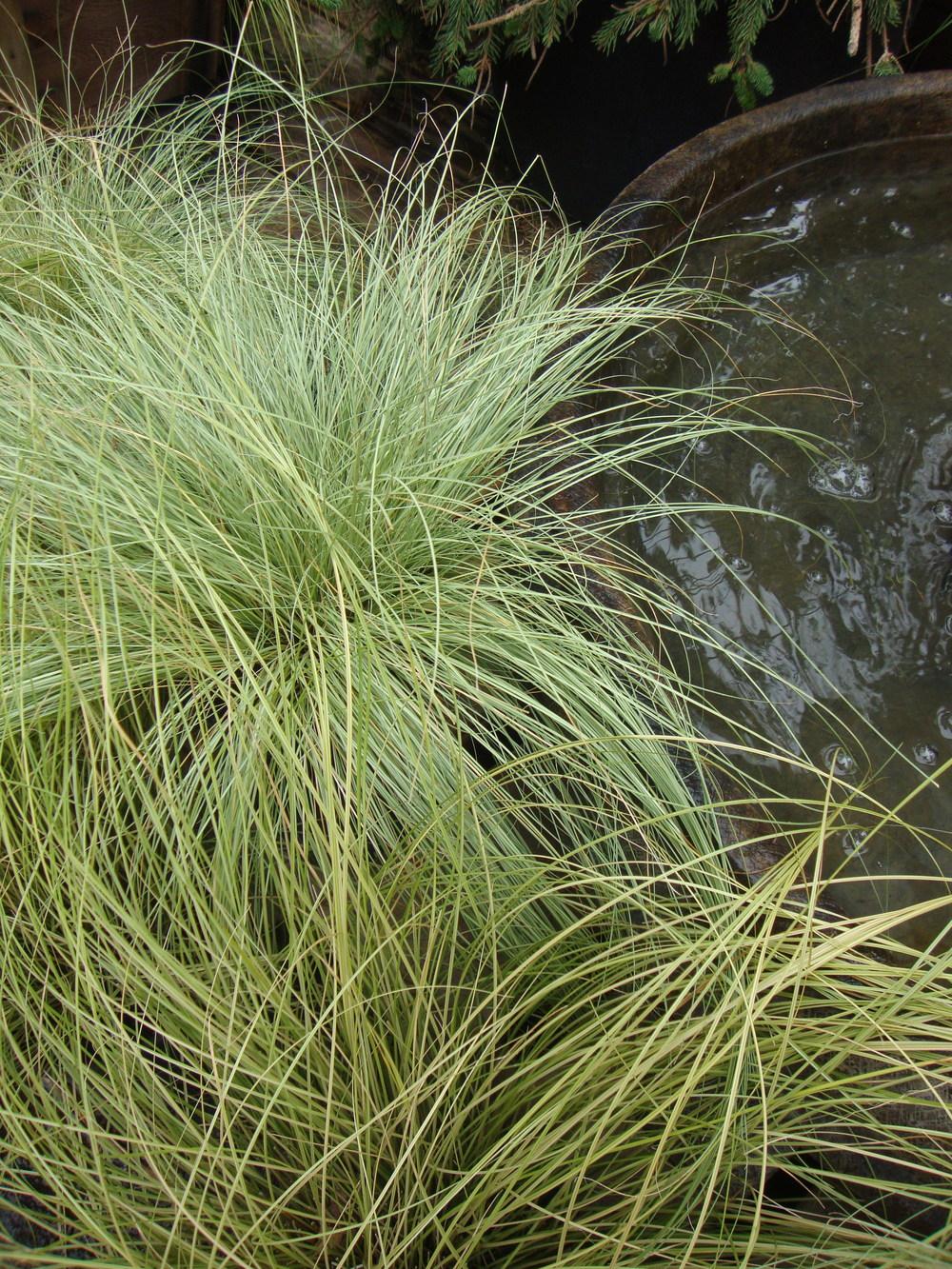 Photo of the entire plant of Sedge (Carex comans 'Amazon Mist') posted ...