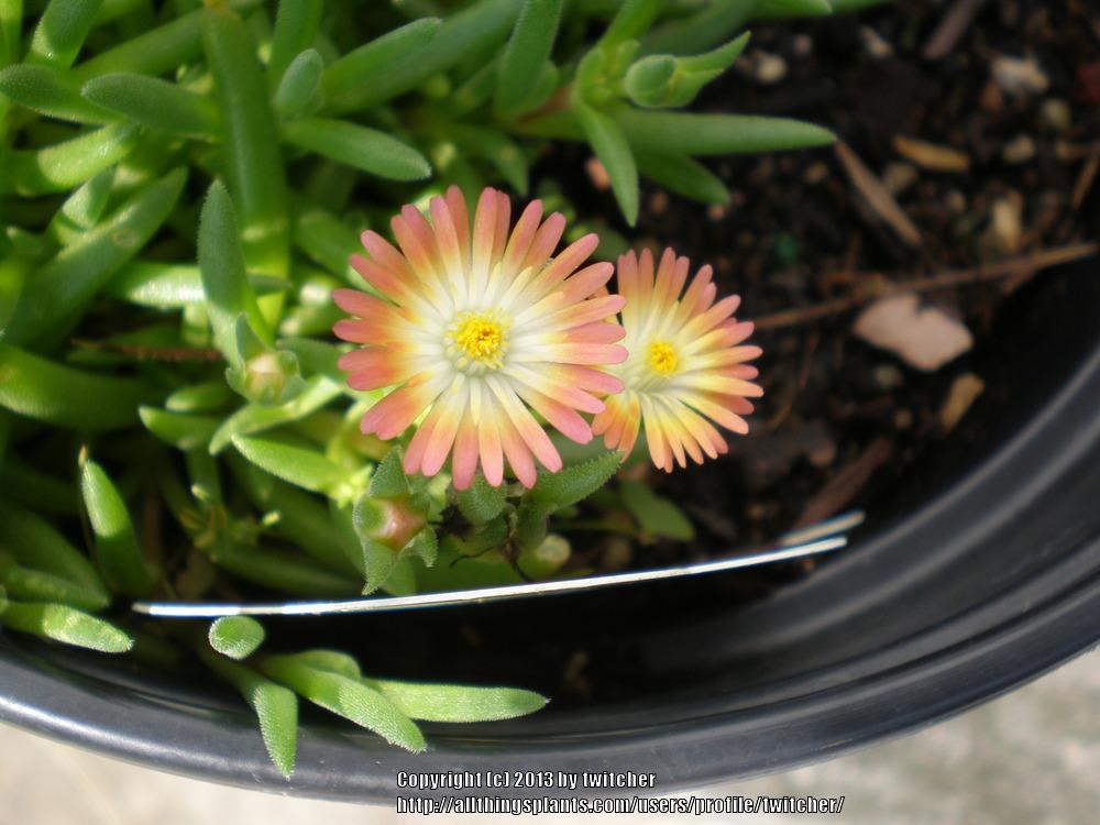 Photo of the bloom of Ice Plant (Delosperma 'Jewel of Desert Ruby ...