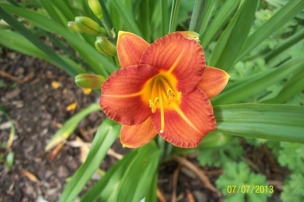 Mini Daylilies - blooms smaller than 3" in the Daylilies forum - Garden.org