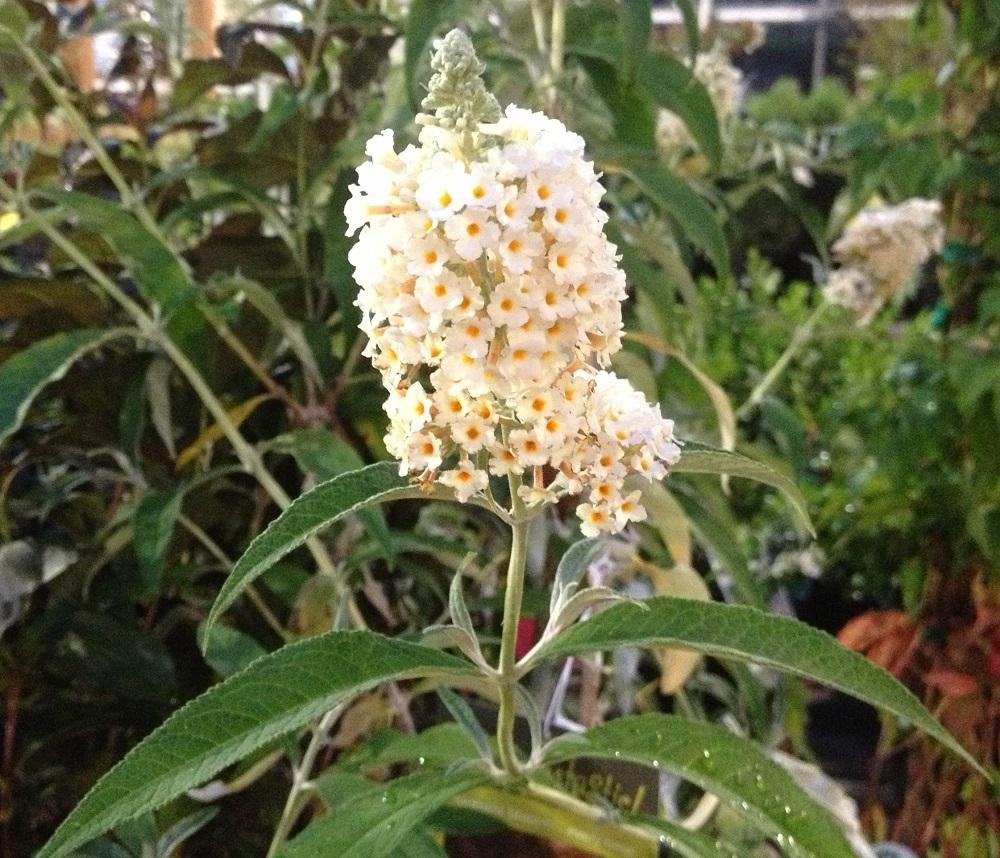 Photo of the bloom of Butterfly Bush (Buddleja Flutterby Grande ...