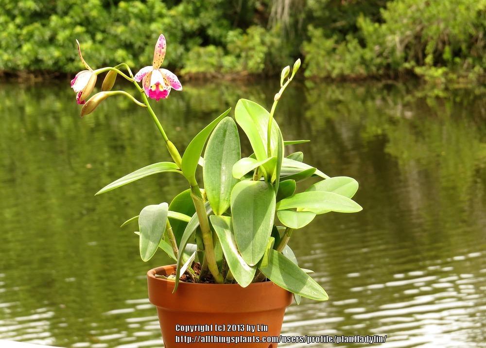 Photo of the entire plant of Orchid (Cattleya Tropical Pointer 'Cheetah ...