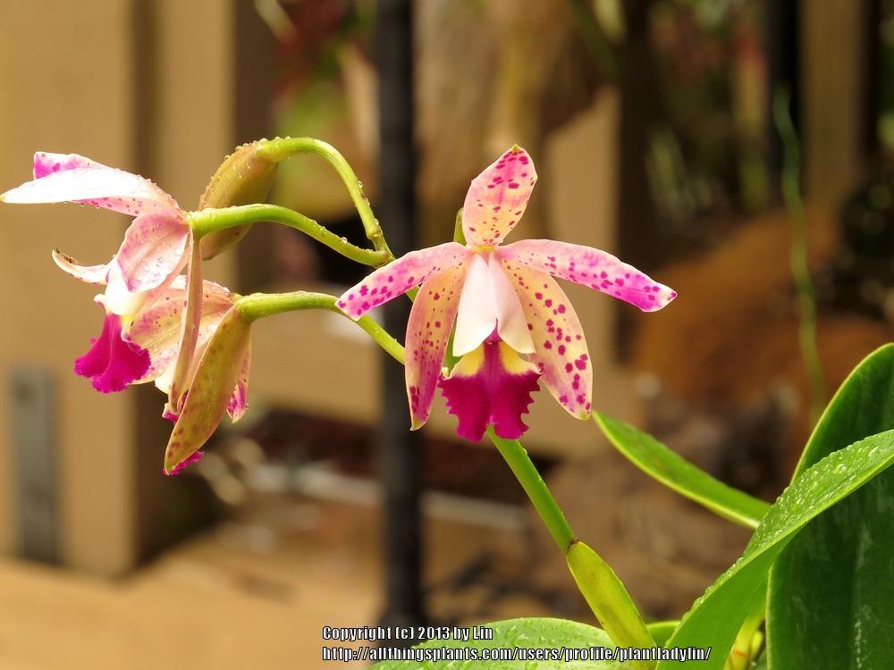 Photo of the bloom of Orchid (Cattleya Tropical Pointer 'Cheetah') posted by plantladylin ...