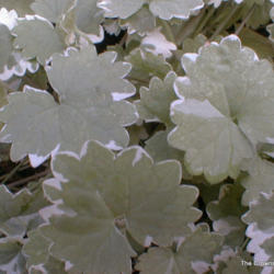 Variegated Creeping Charlie (Glechoma hederacea 'Variegata') - Garden.org