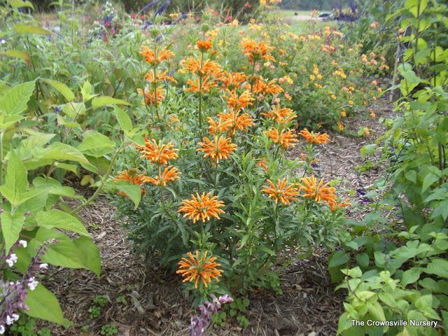 Photo of the entire plant of Lion's Tail (Leonotis leonurus) posted by ...