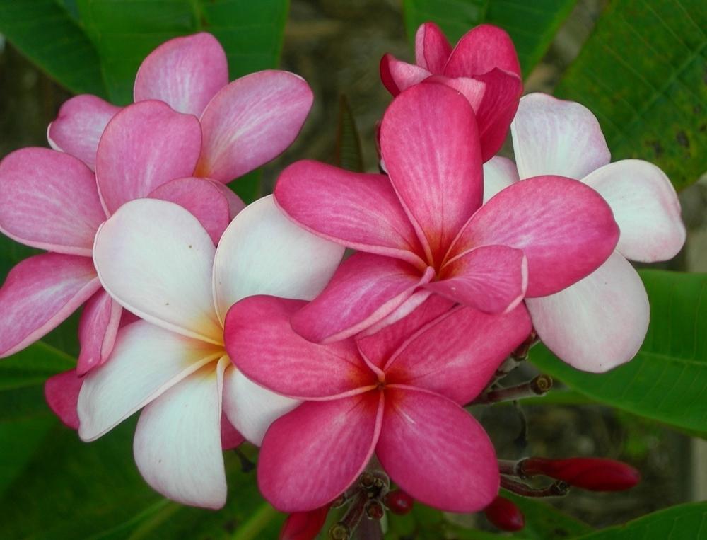 Plumeria (Plumeria rubra 'Raspberry') in the Plumerias Database ...