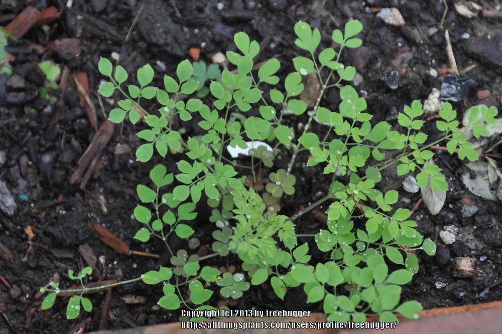 Photo of the entire plant of Climbing Fumitory (Adlumia fungosa) posted ...