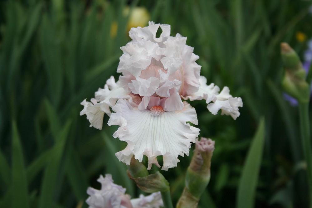 Photo of the bloom of Tall Bearded Iris (Iris 'Rite of Passage') posted ...