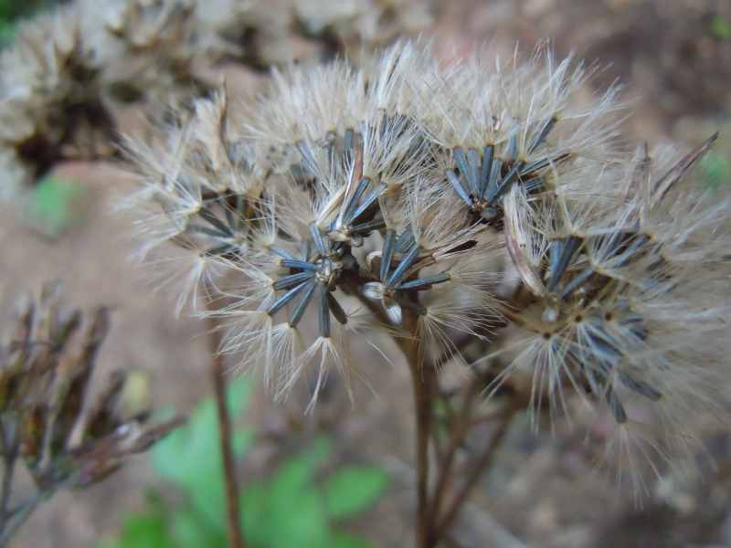 Marijuana Seed Pods