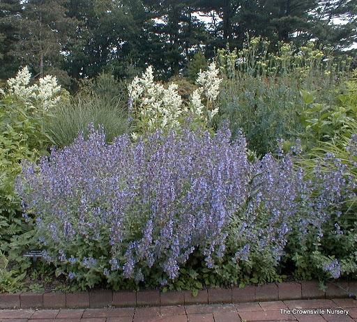 Catmints: Plant Care and Collection of Varieties - Garden.org