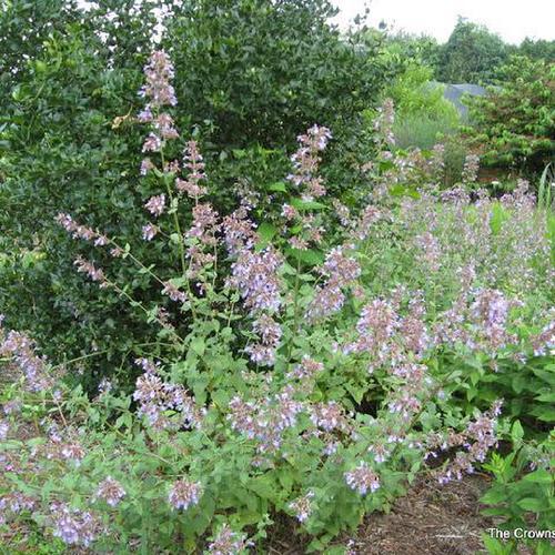 Catmint (Nepeta 'Wild Cat') in the Catmints Database - Garden.org