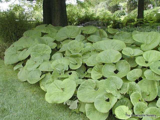 Photo of the leaves of Giant Japanese Butterbur (Petasites japonicus ...