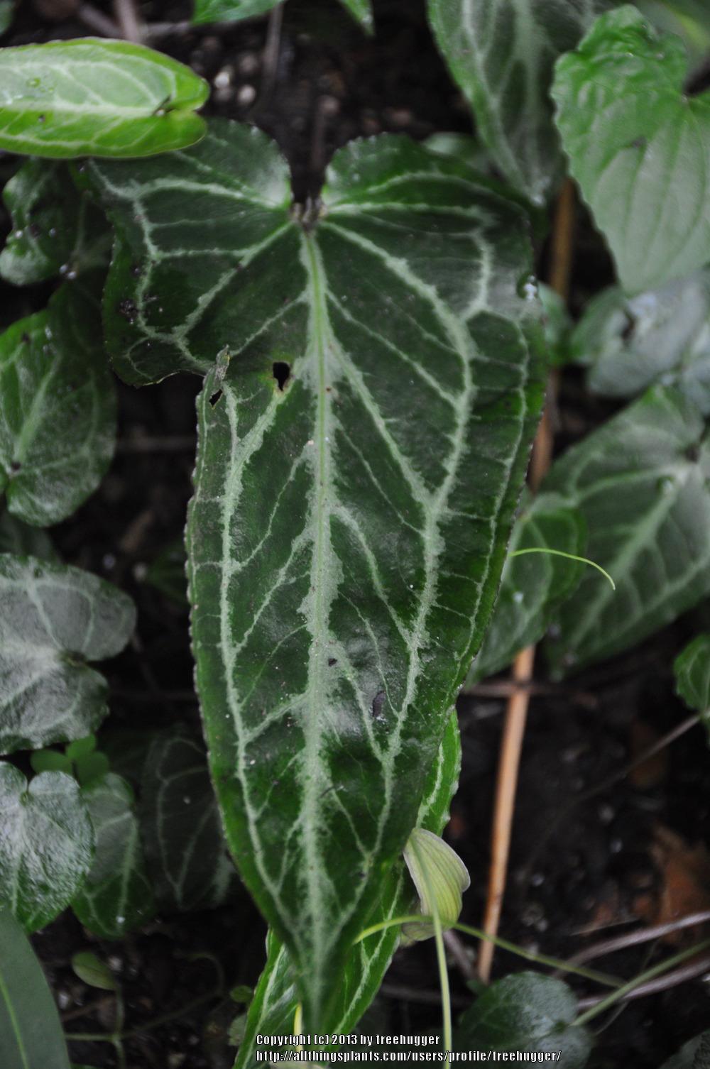 Photo of the leaves of Miniature Green Dragon (Pinellia cordata) posted ...