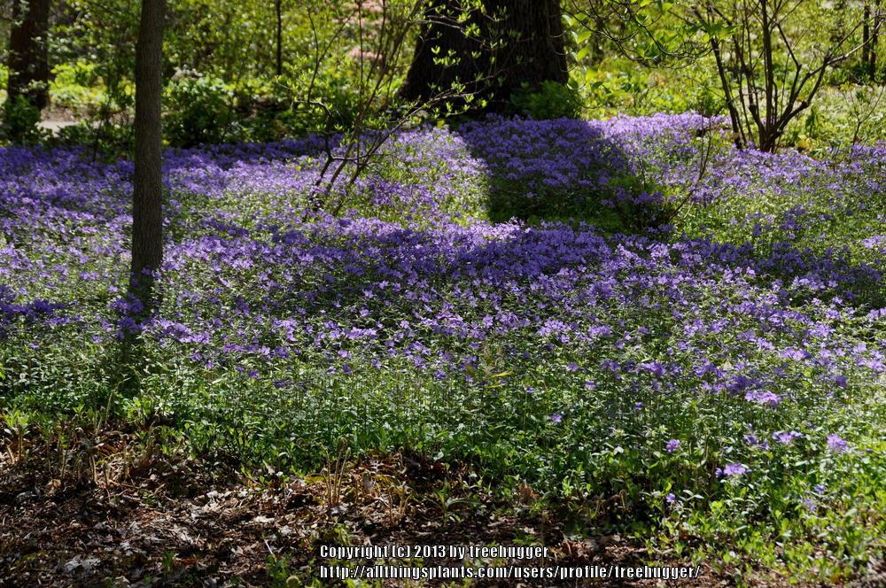 Photo of the entire plant of Creeping Phlox (Phlox stolonifera ...