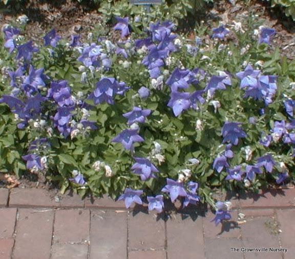 Photo of the entire plant of Balloon Flower (Platycodon grandiflorus ...